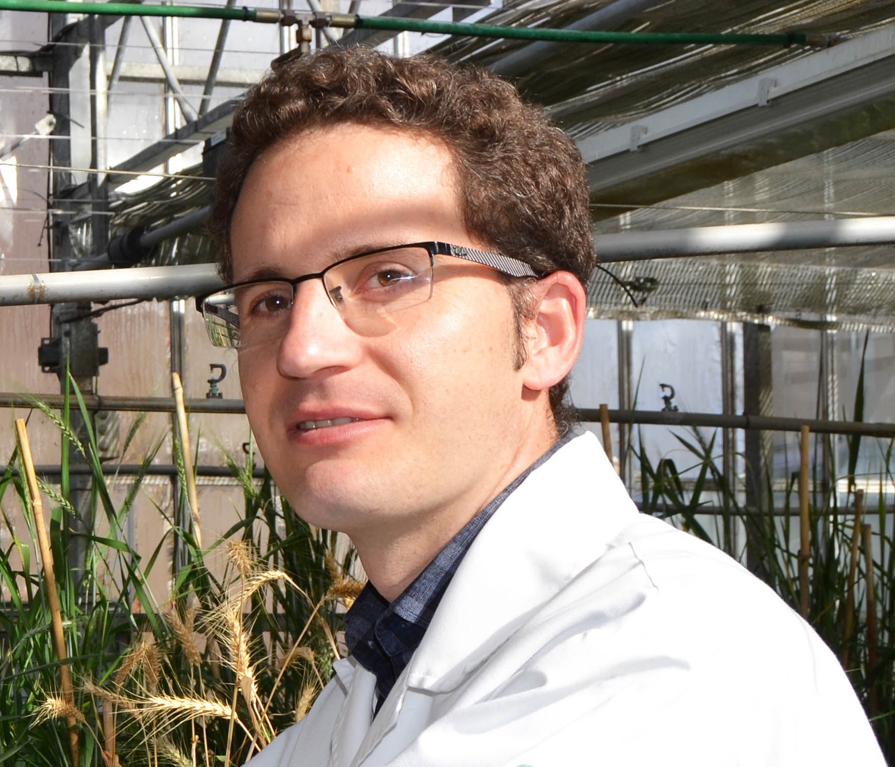 Alimentando nuestro futuro: el proyecto Wheat Cultivars mejora el rendimiento del trigo | AETC